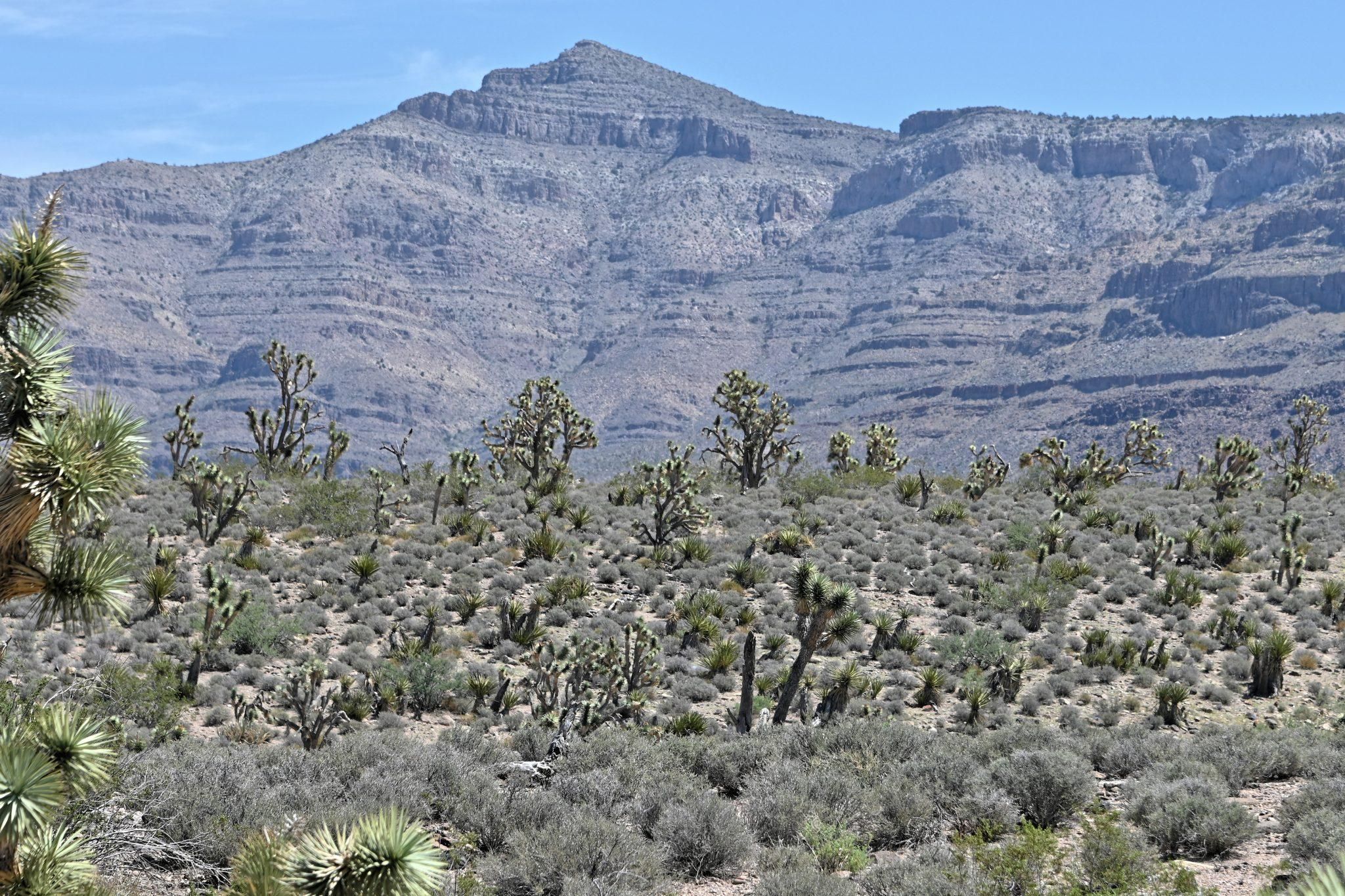 N/A, Meadview, AZ 86444 | LandWatch