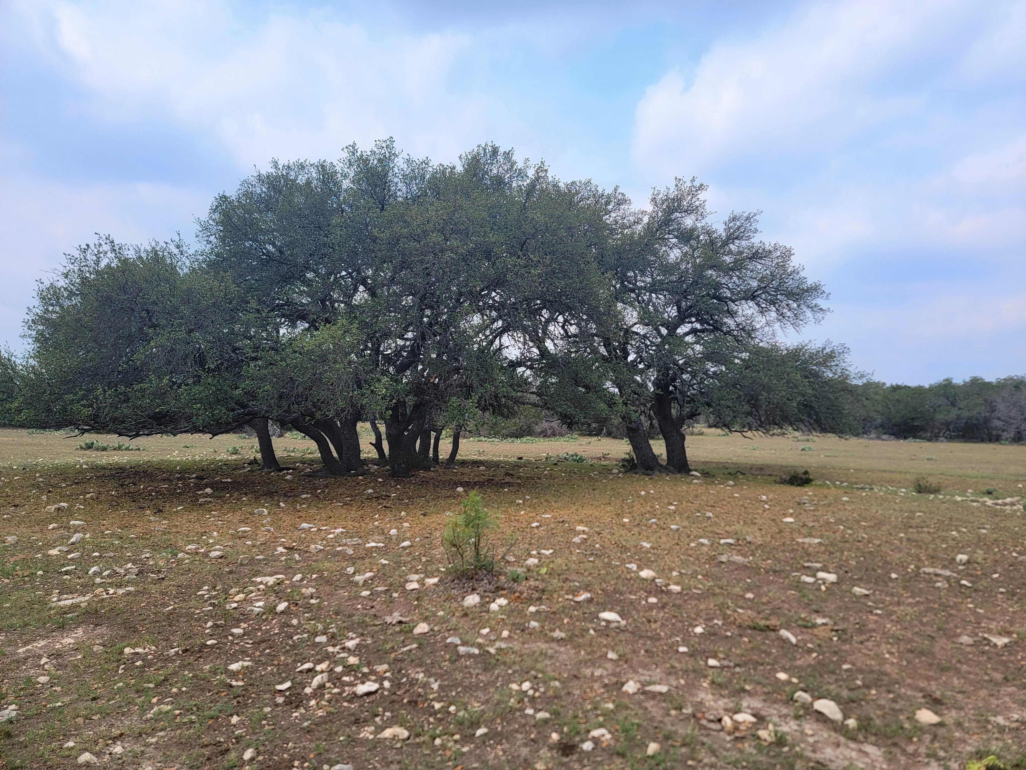 42.95 acres in Menard, TX, 76859 | LandWatch