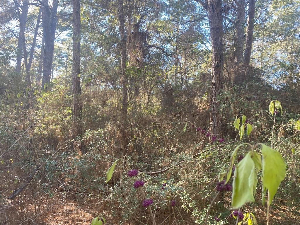 Tbdd West Sioux Drive, Hempstead, TX 77445 | MLS: 64912033 | LandWatch