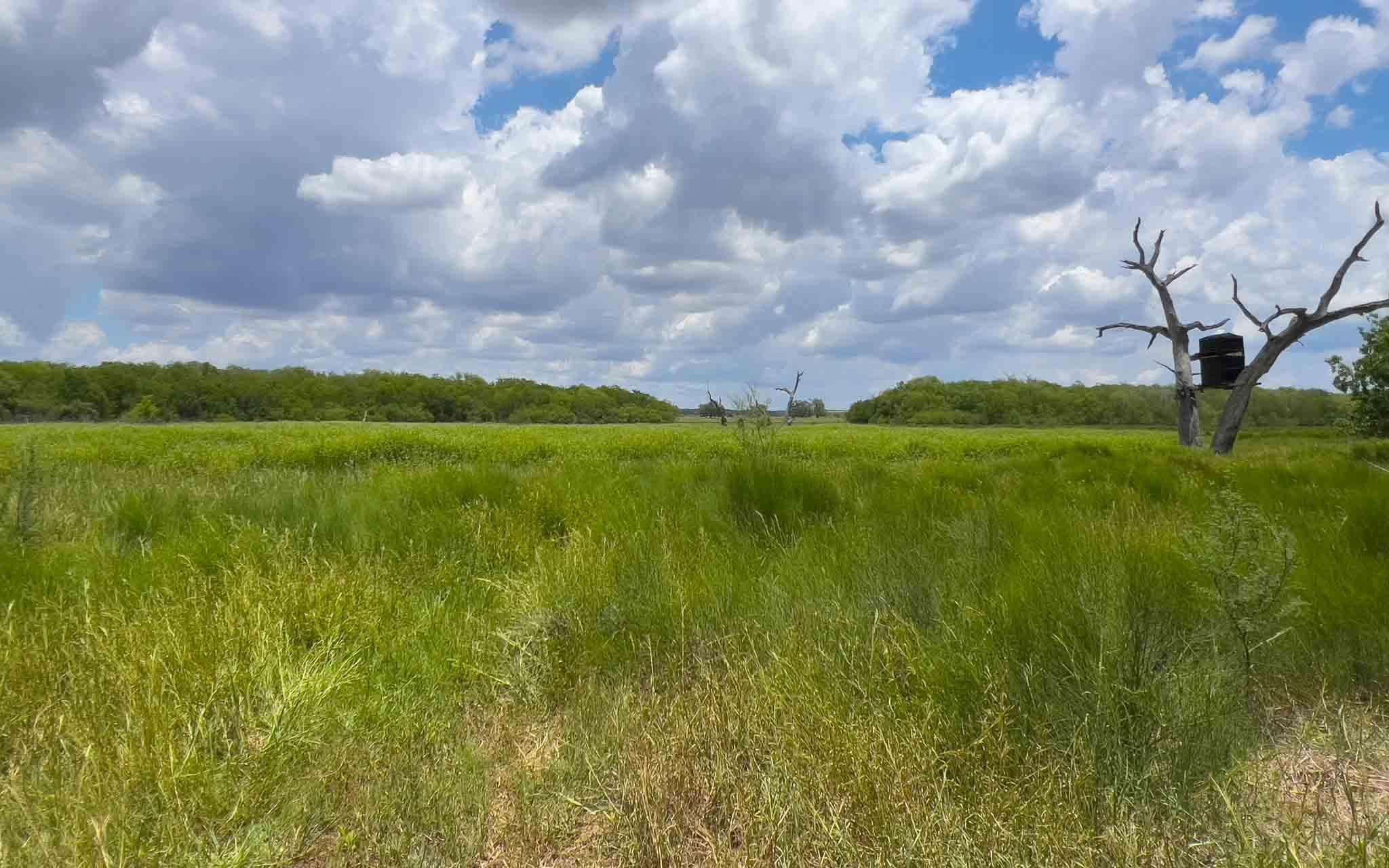 81.95 acres in Mathis, TX, 78368 | LandWatch