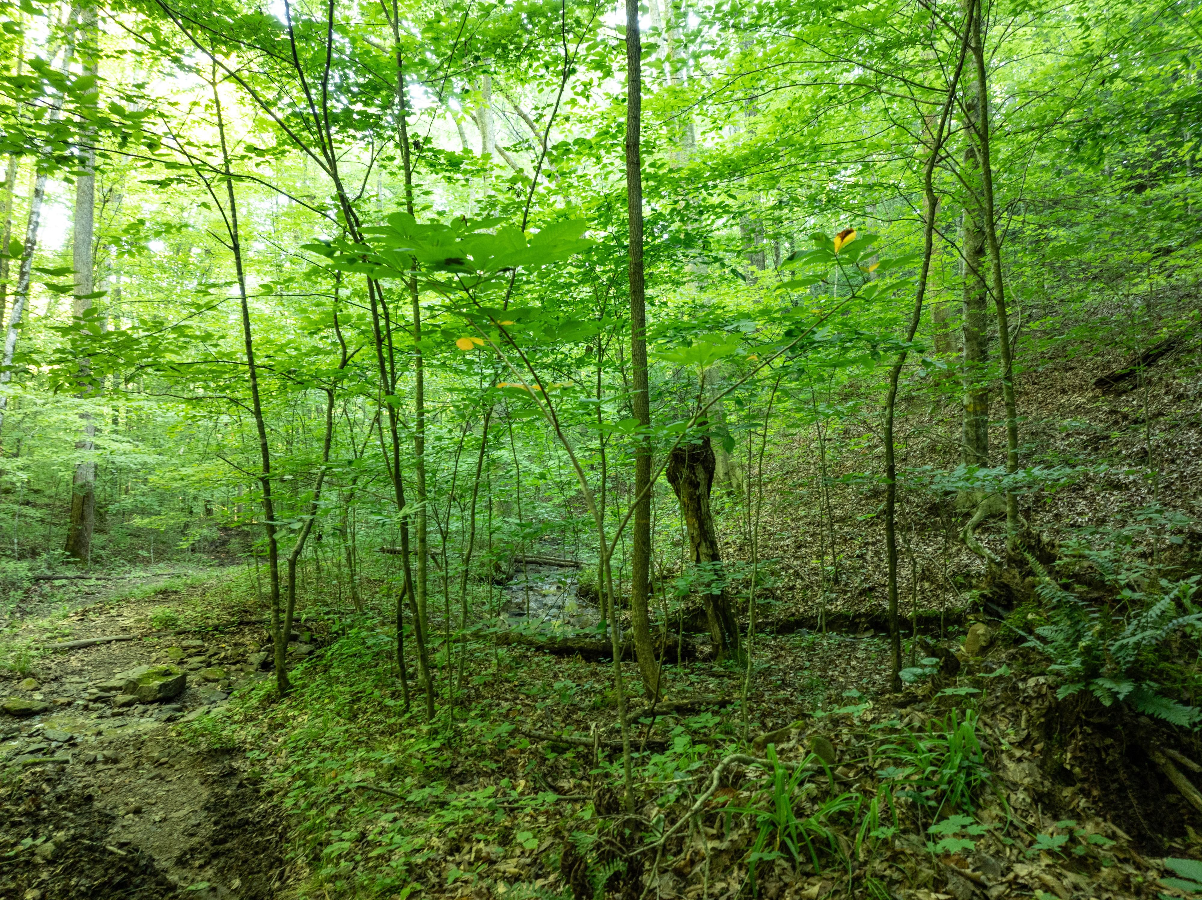 Sawmill Road, Robbins, TN 37852 | LandWatch