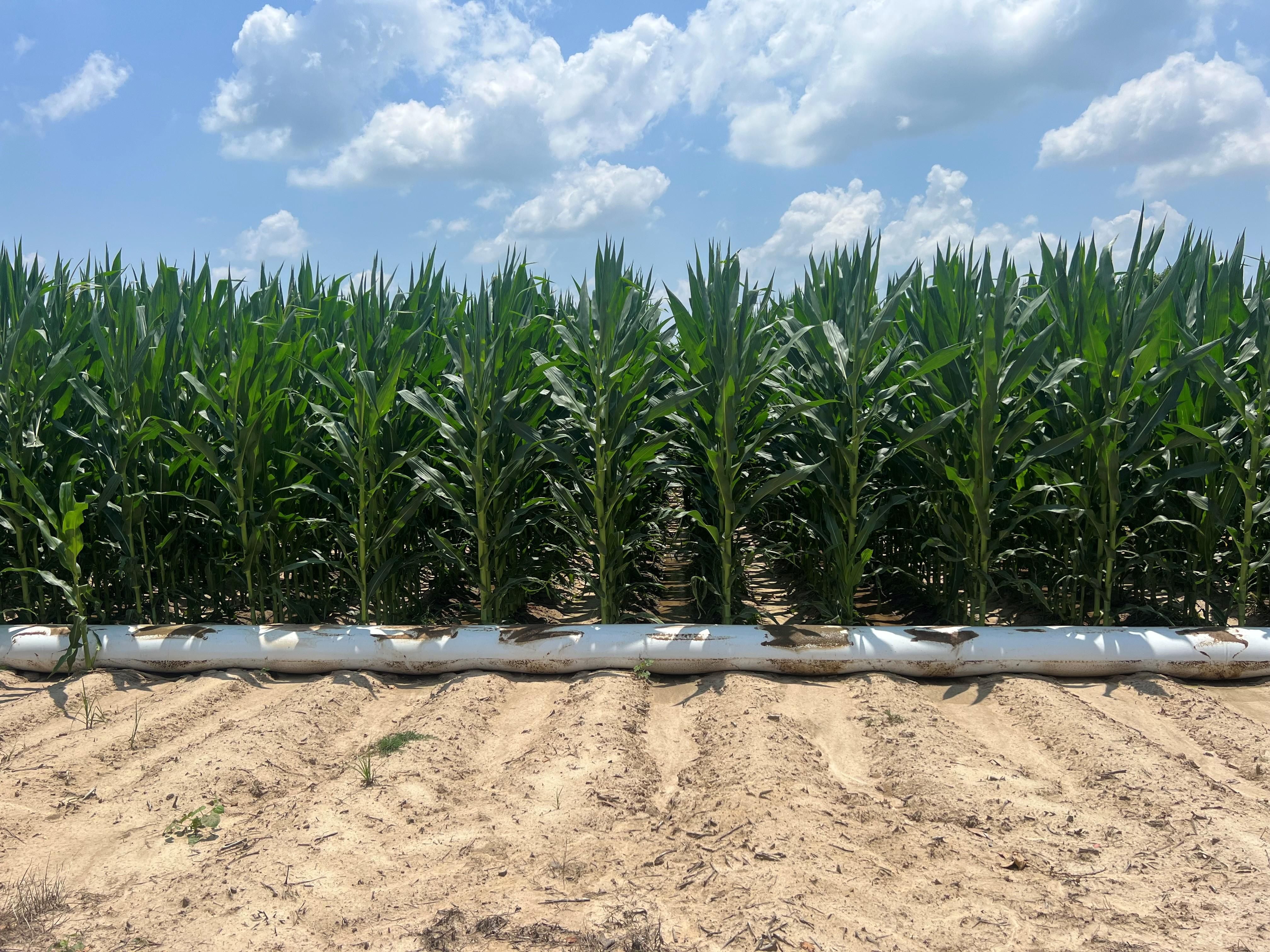 County Road 307, Cherry Valley, AR 72324 | LandWatch