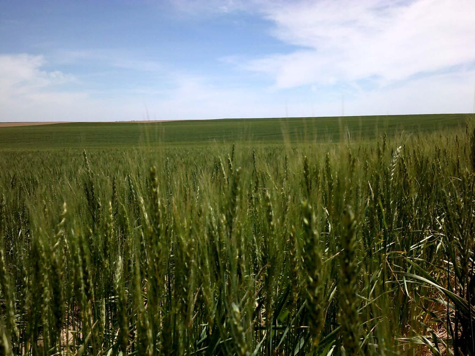 1,600 acres in Woodrow, CO, 80757 | MLS: YNOT FARMS | LandWatch
