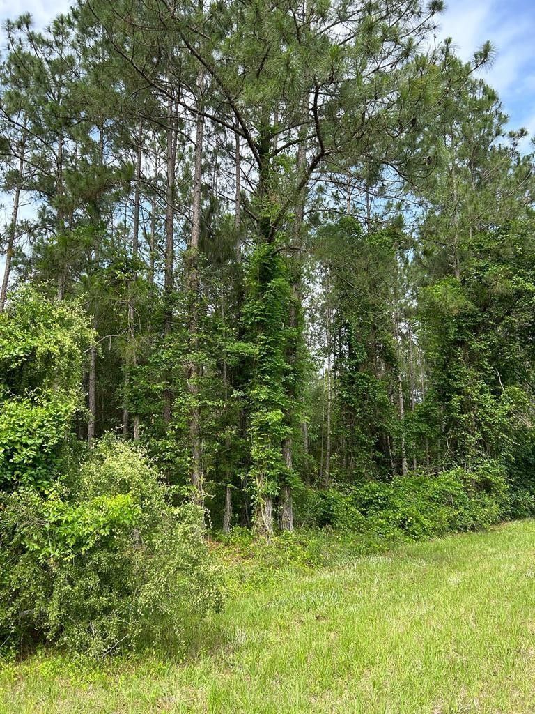 MP 08 25 US Hwy 280, Pitts, GA 31072 | MLS: 58049 | LandWatch