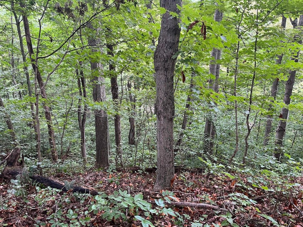 N. Bigley Ridge Rd., Lot#WP001, Long Bottom, OH 45743 | LandWatch