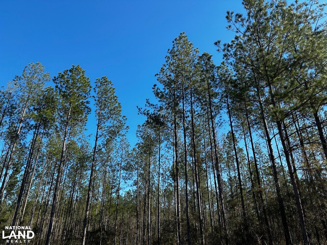 00 Lake Perry Road, Beaumont, MS 39423 | LandWatch