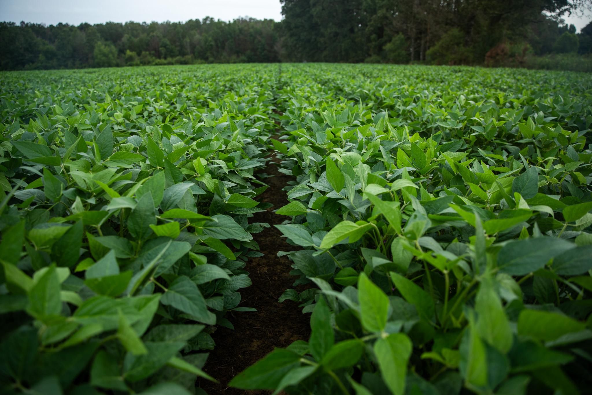 Russum Road, Forest, MS 39074 | LandWatch