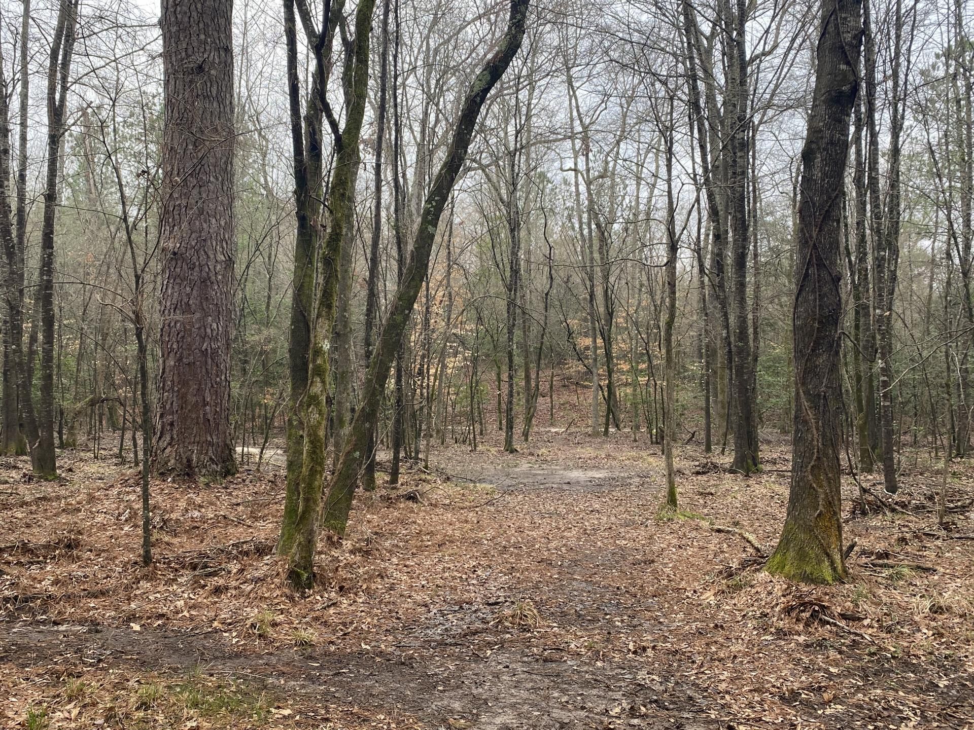 Walston Rd, Summerfield, LA 71038 | LandWatch