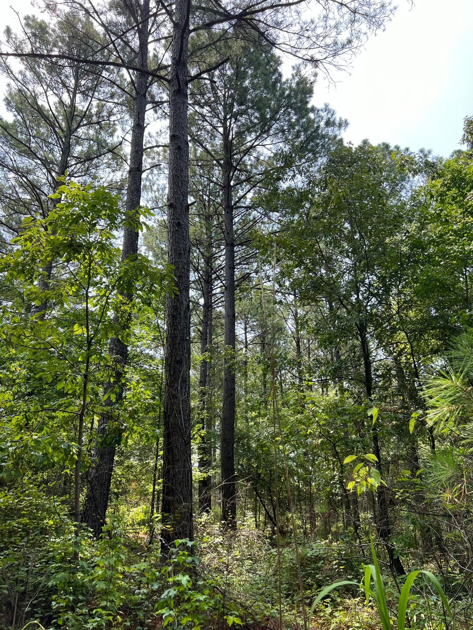 County Road 118, Water Valley, MS 38965 | MLS: 158694 | LandWatch