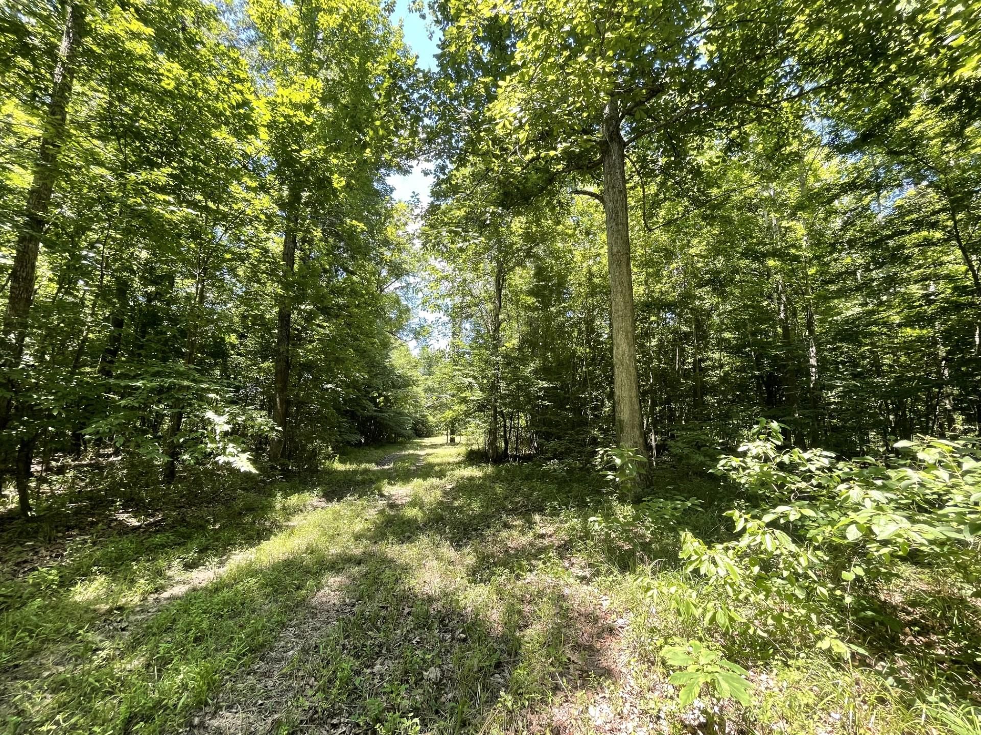 Rasperry Lane & Sassafras Street, Gallion, AL 36742 | LandWatch