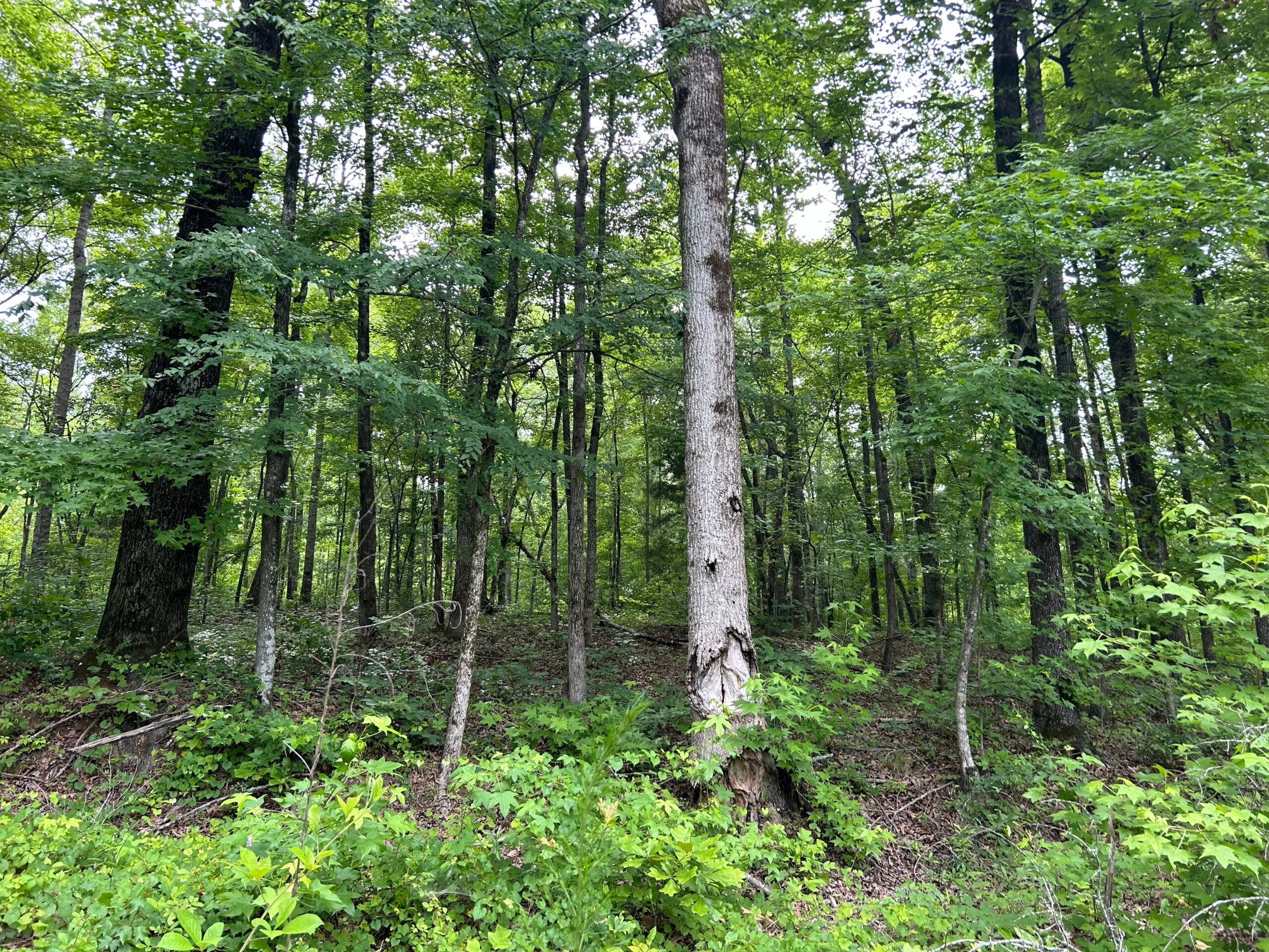 106 acres in Waverly, AL, 36879 | LandWatch