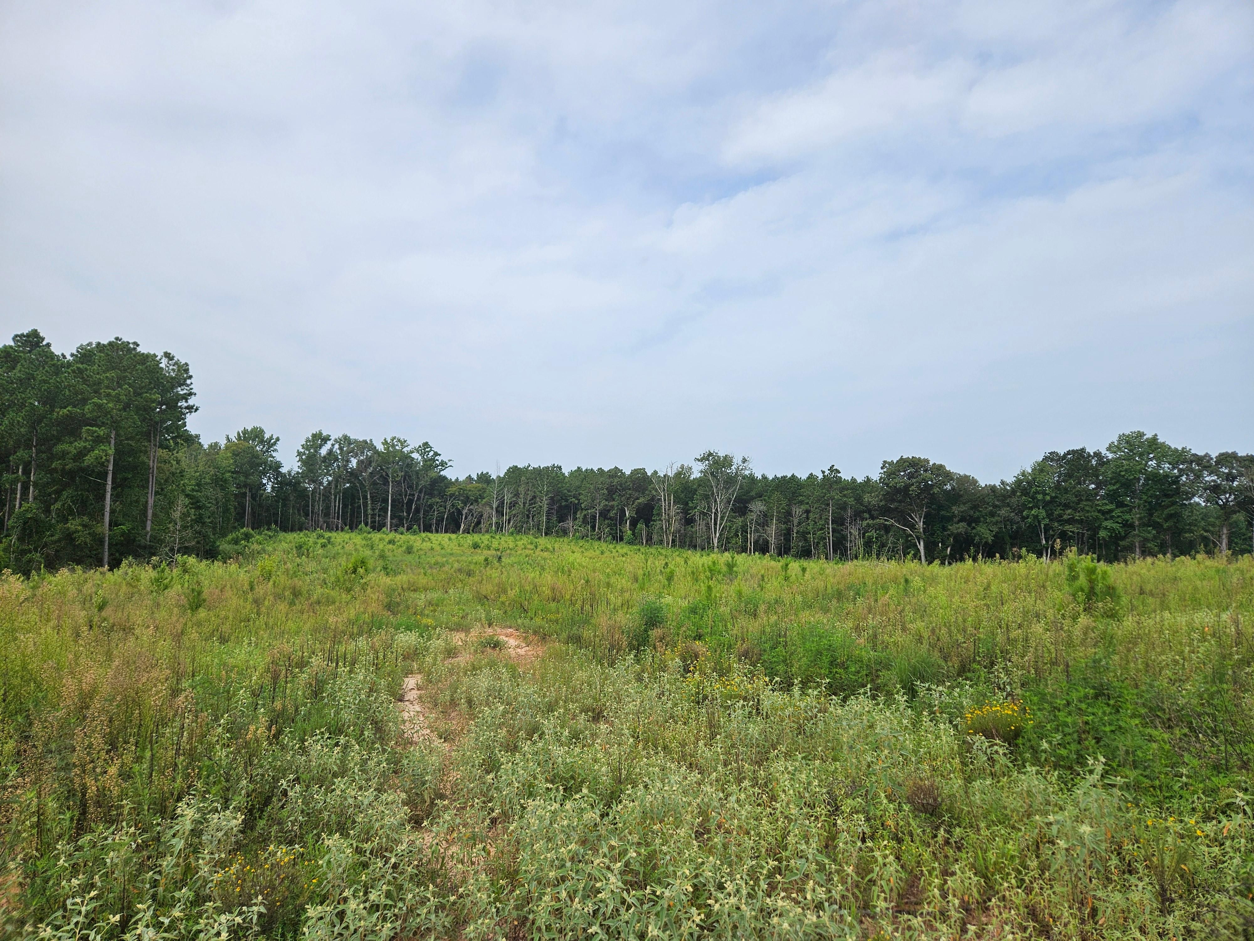 101 acres in Marietta, TX, 75566 | LandWatch