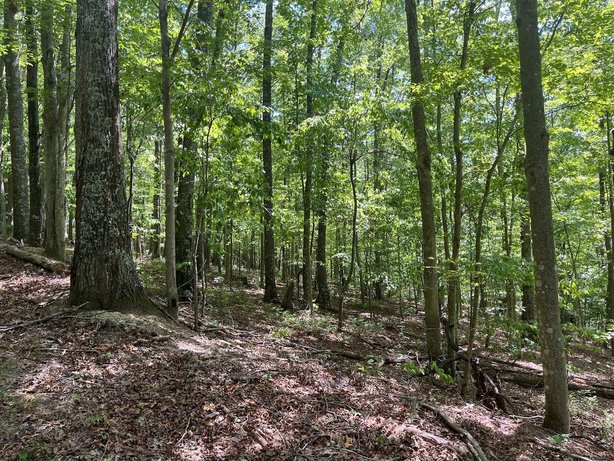 Route 14, Lot #WP001, Procious, WV 25164 | LandWatch