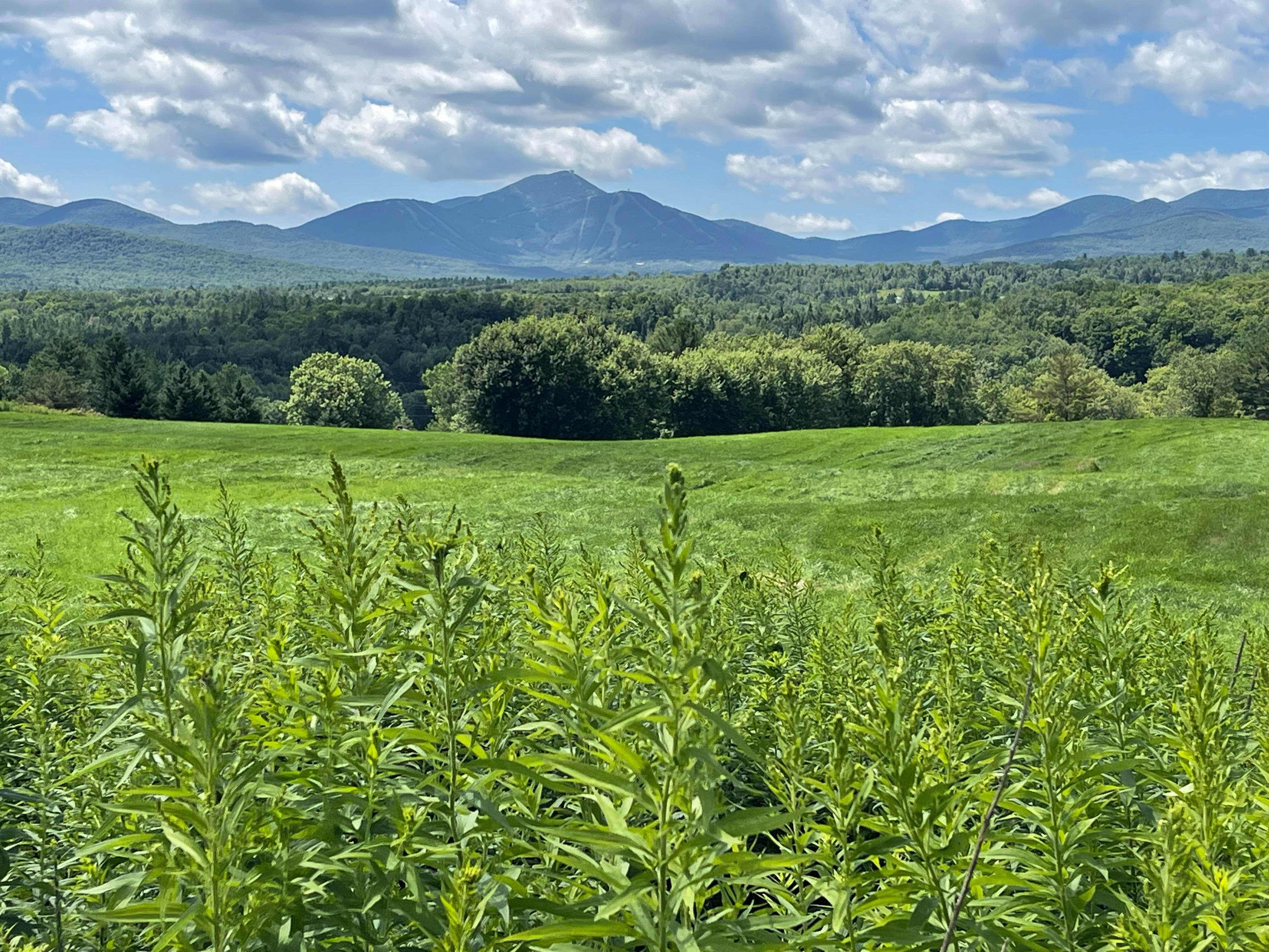 2715 River Rd, Jay, VT 05859 | MLS: 5008943 | LandWatch