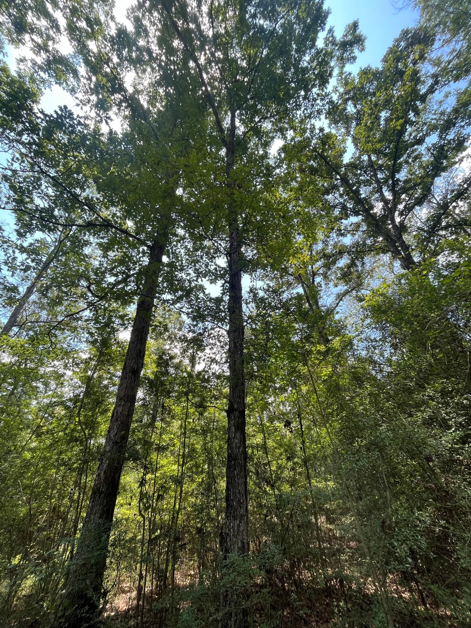 Nolan Felder Road, Magnolia, MS 39652 | LandWatch