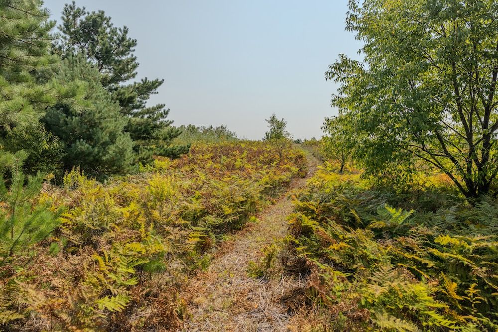 00 V/L Nemi Rd. PARCEL 2, Bear Lake, MI 49614 | LandWatch