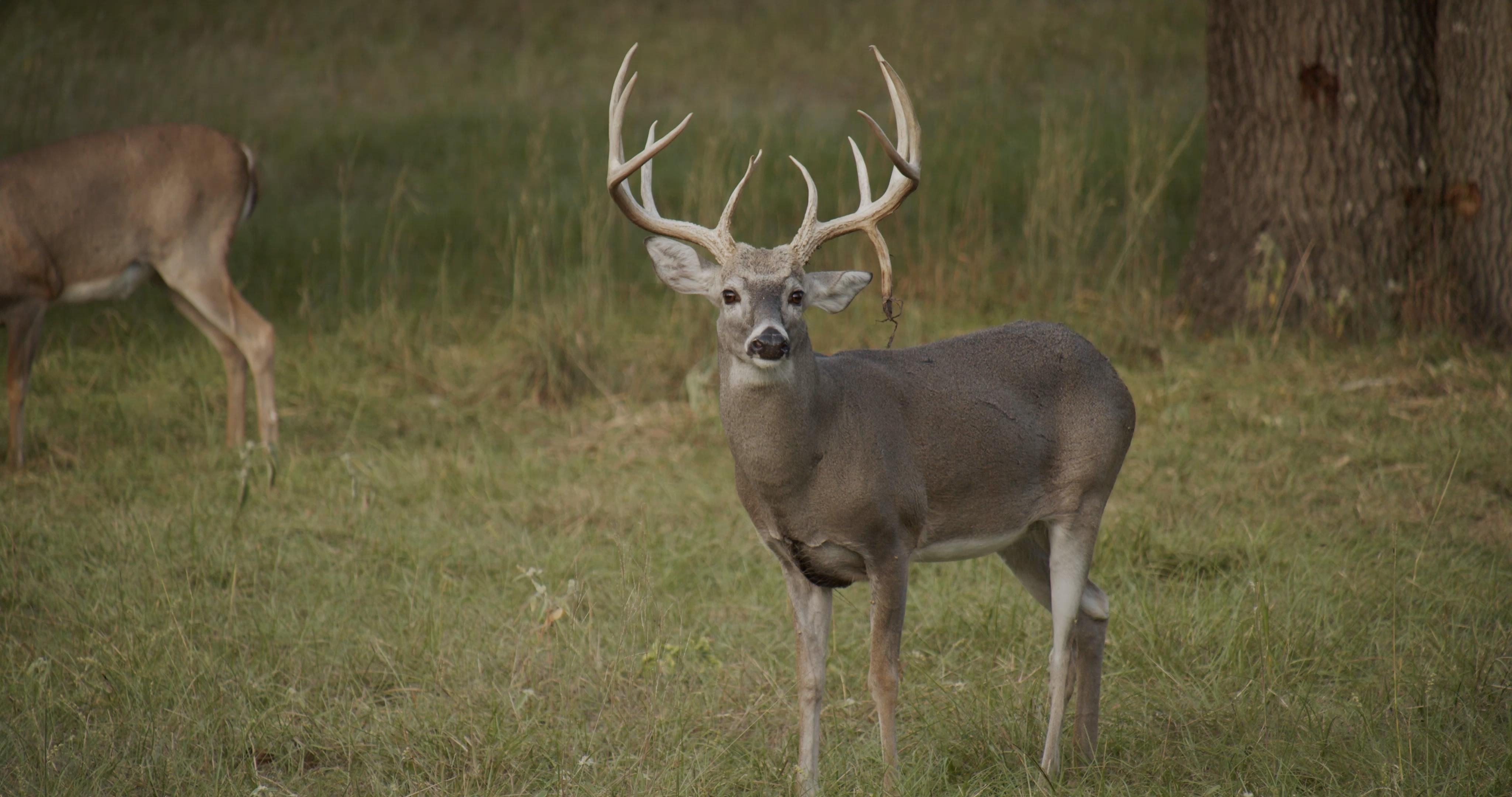 County Road 439, Seguin, TX 78155 | LandWatch