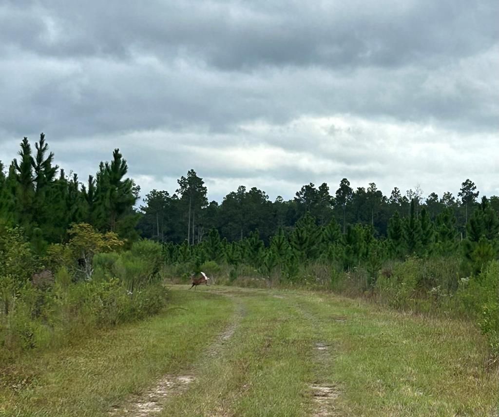 South Springhill Road, Gordon, AL 36343 | MLS: 199966 | LandWatch