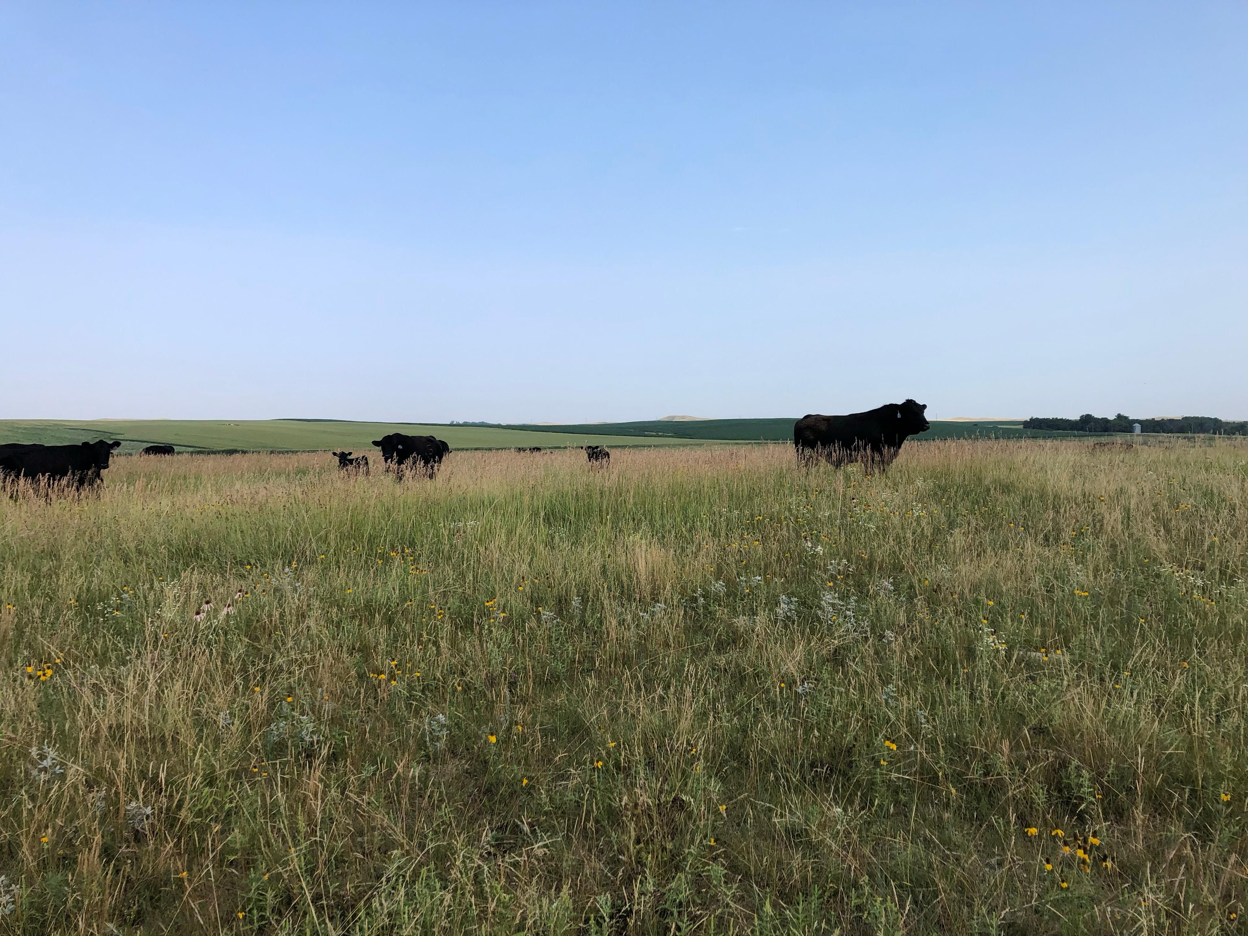 480 acres in Menoken, ND, 58558 | LandWatch
