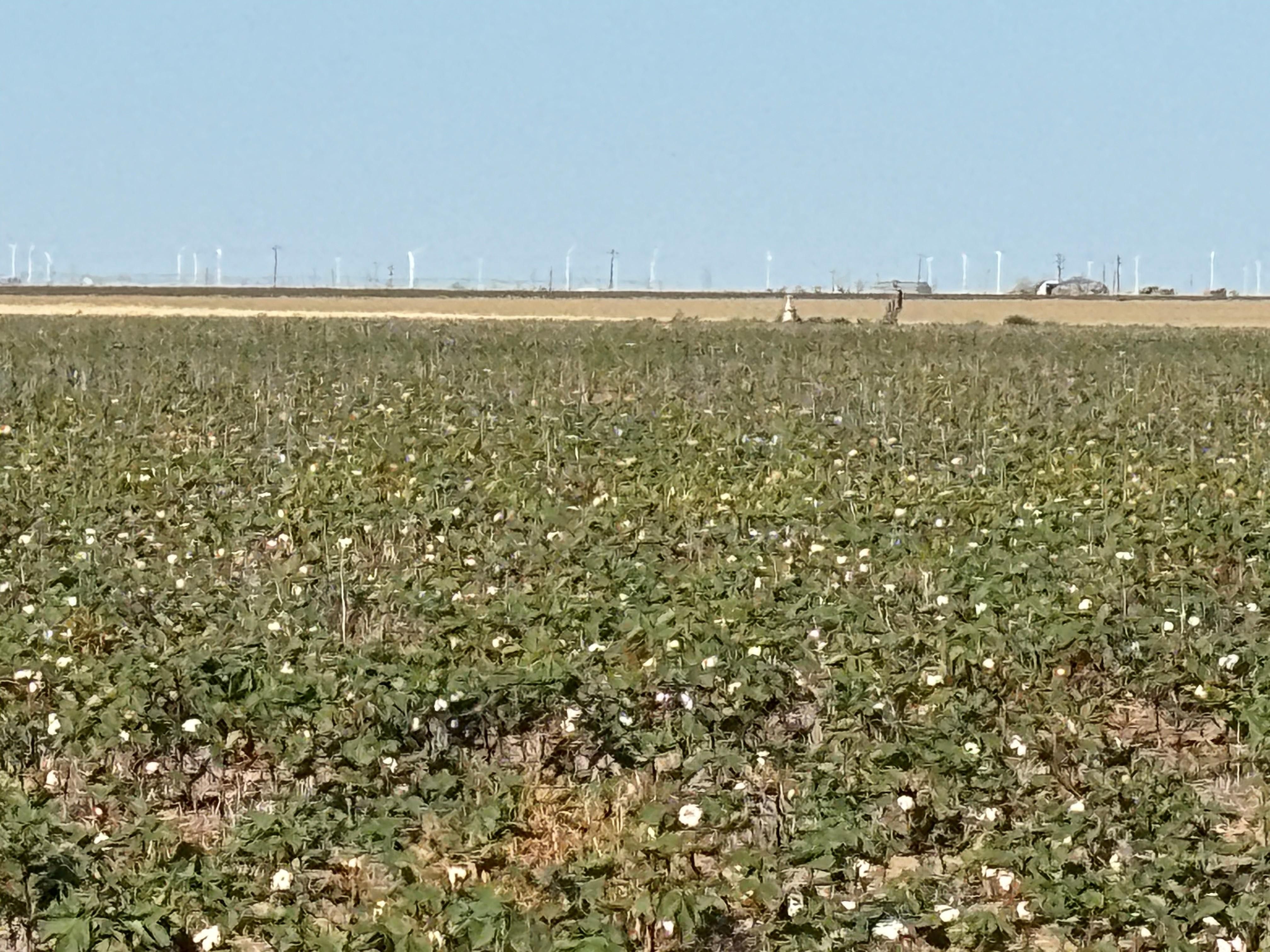 265 acres in Lockney, TX, 79241 | LandWatch