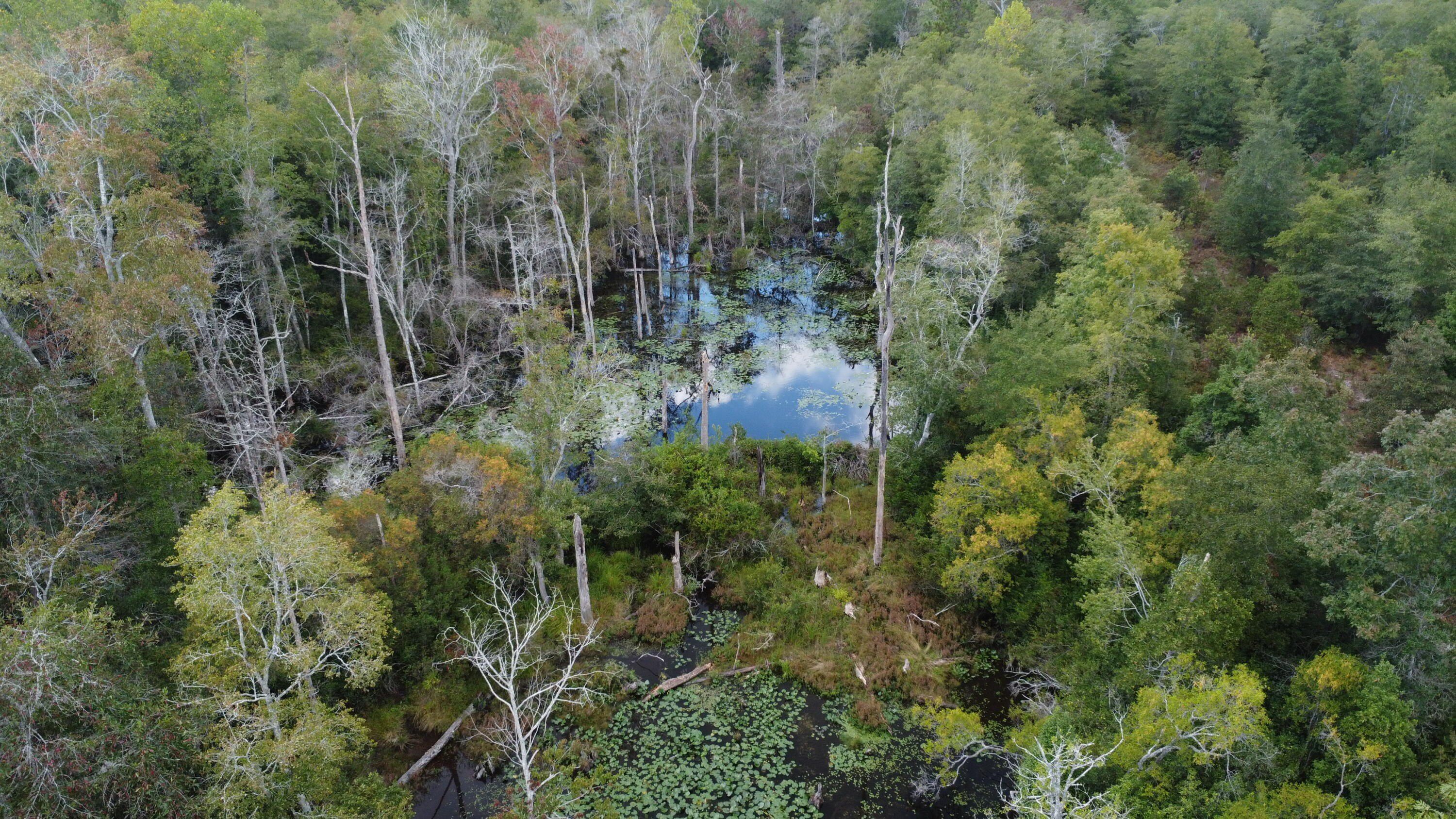 1365 Dairy Road, Ridge Spring, SC 29129 | MLS: 213952 | LandWatch