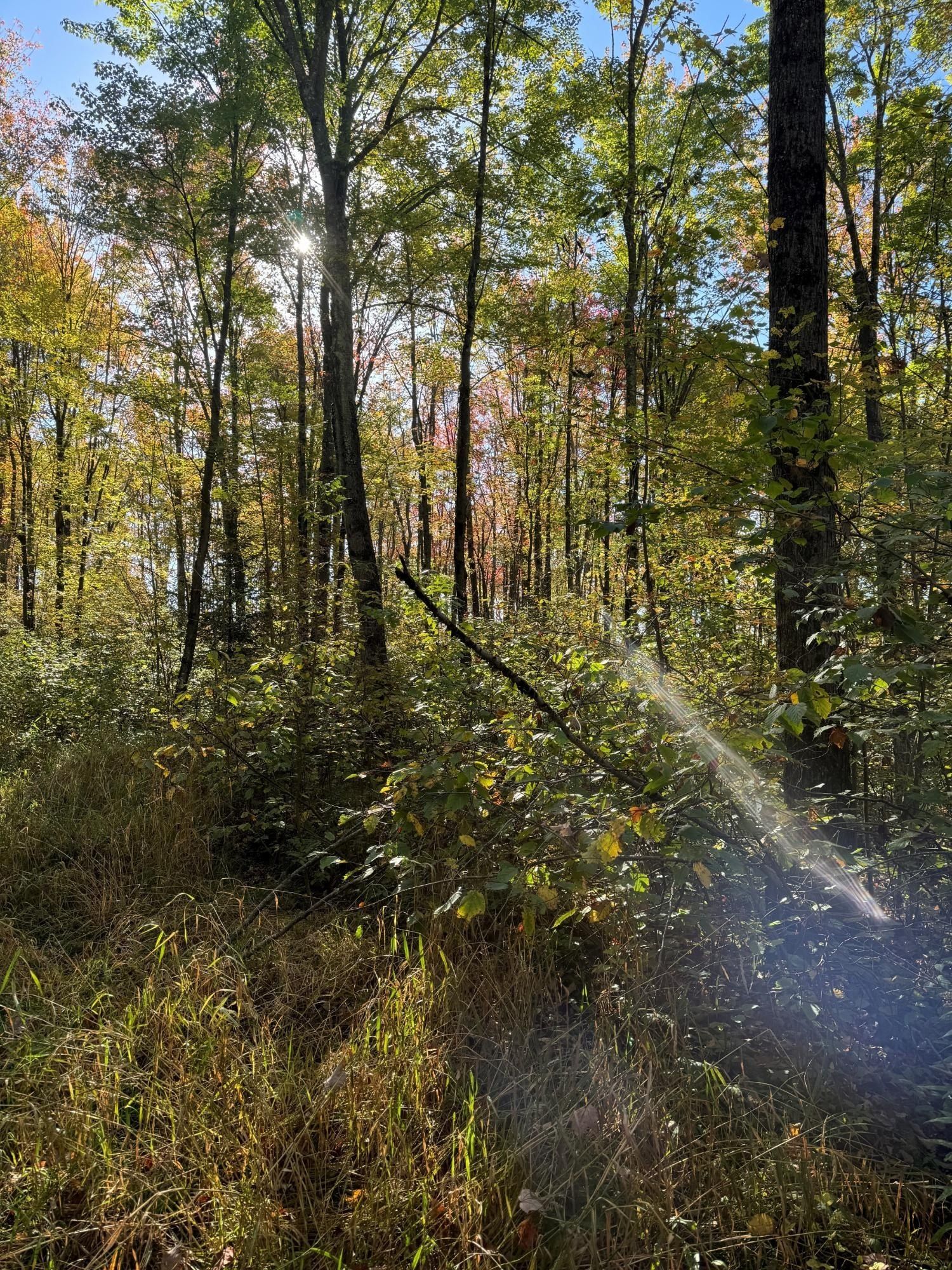 40 Acres HWY 8, Catawba, WI 54515 | MLS: 209252 | LandWatch