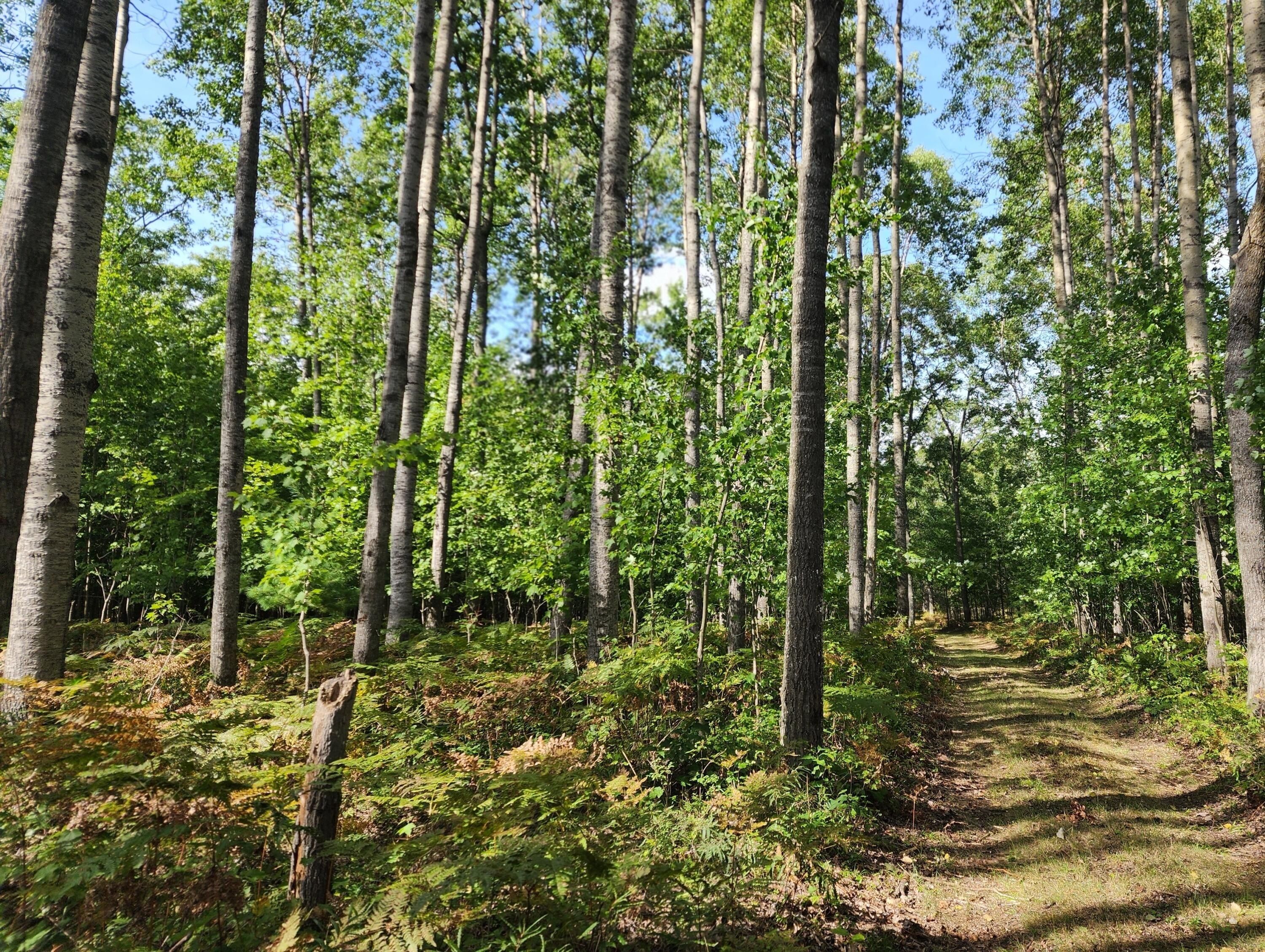 Kirche in the Woods Drive, Spruce, MI 48762 | MLS: 201832011 | LandWatch