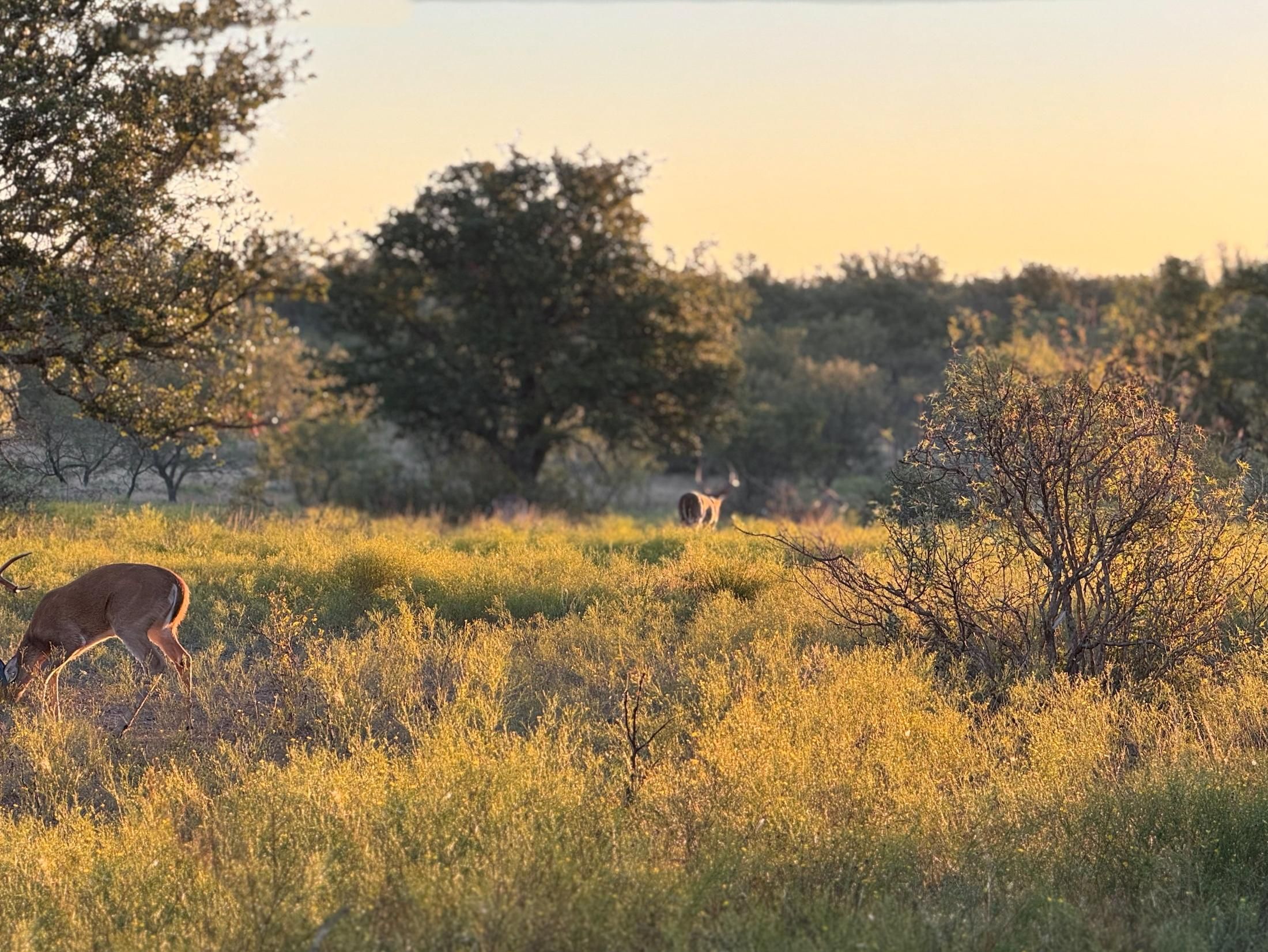 100 acres in Brady, TX, 76825 | LandWatch