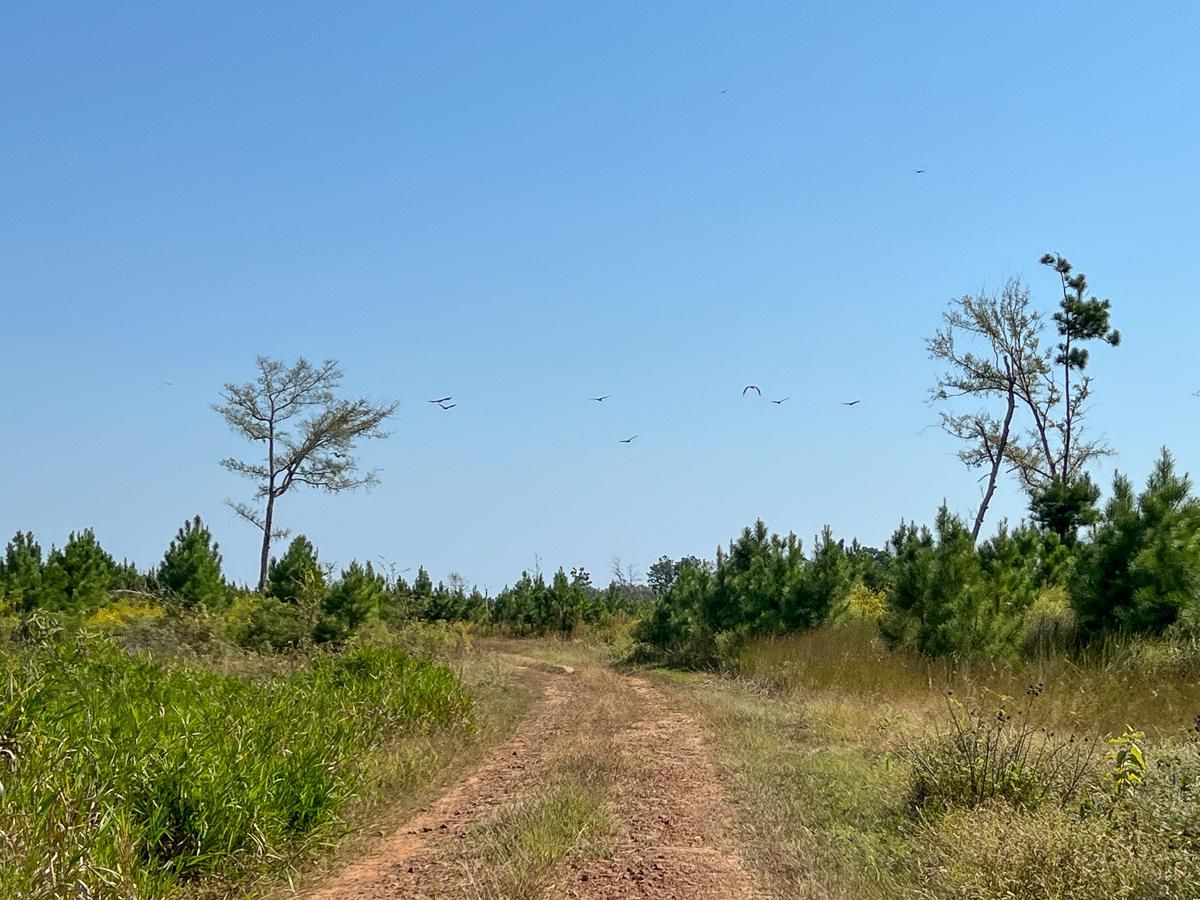 0 Off County Road 2925, Weches, TX 75844 | LandWatch