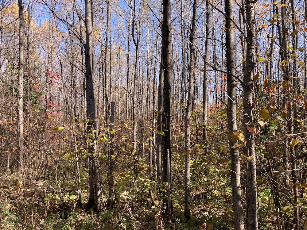 Lloyd Creek Road, Gleason, WI 54435 | LandWatch