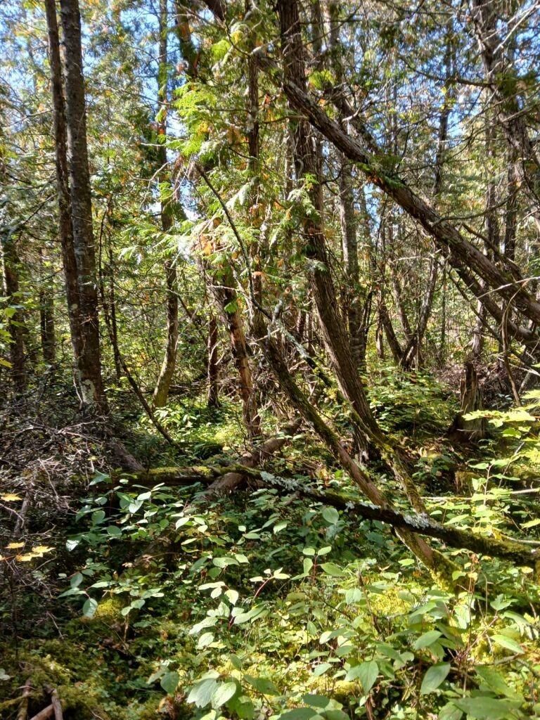 Forest Rd, Deerbrook, WI 54424 | MLS: 22404902 | LandWatch