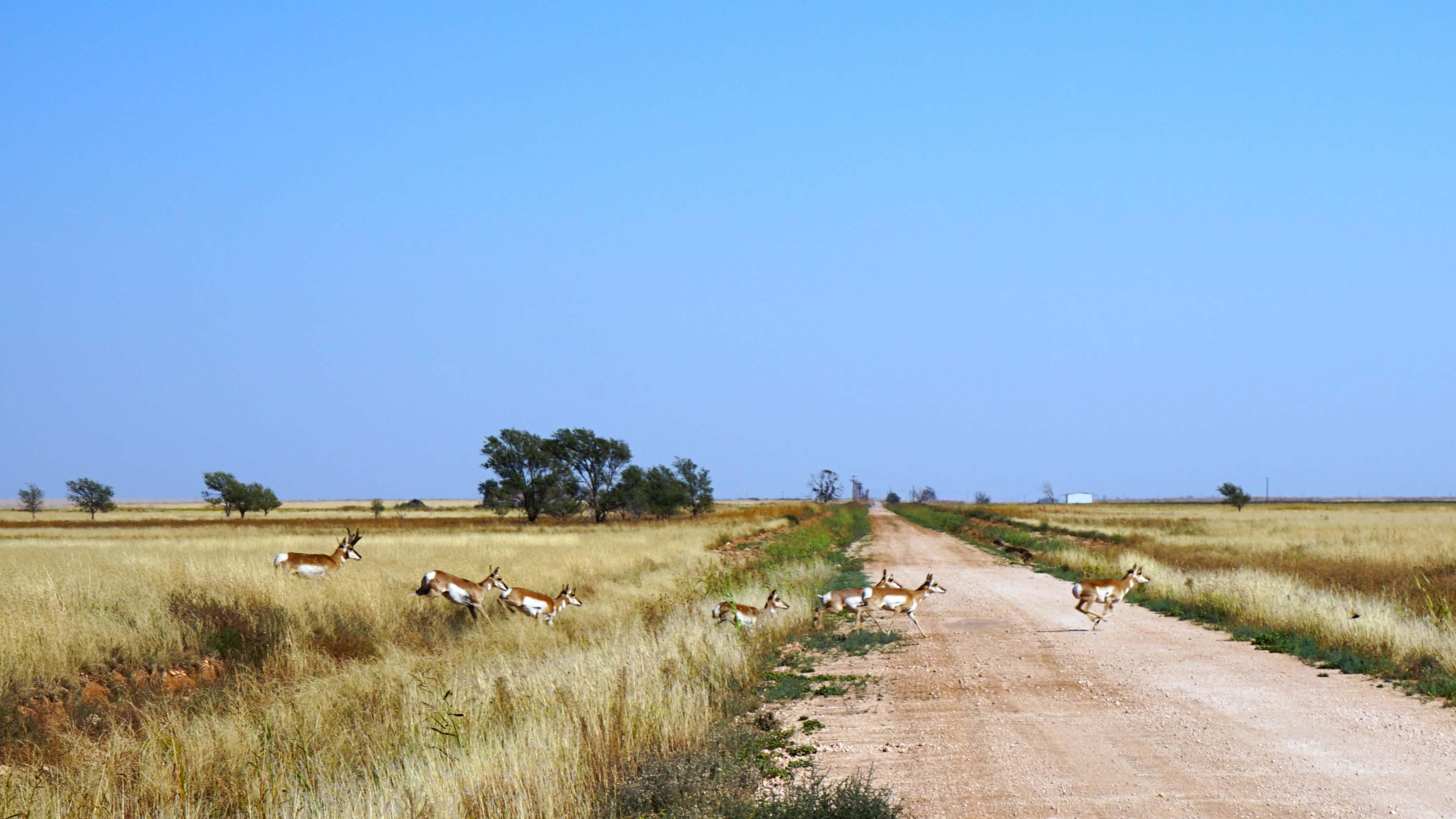 160 acres in Stegall, TX, 79371 | LandWatch