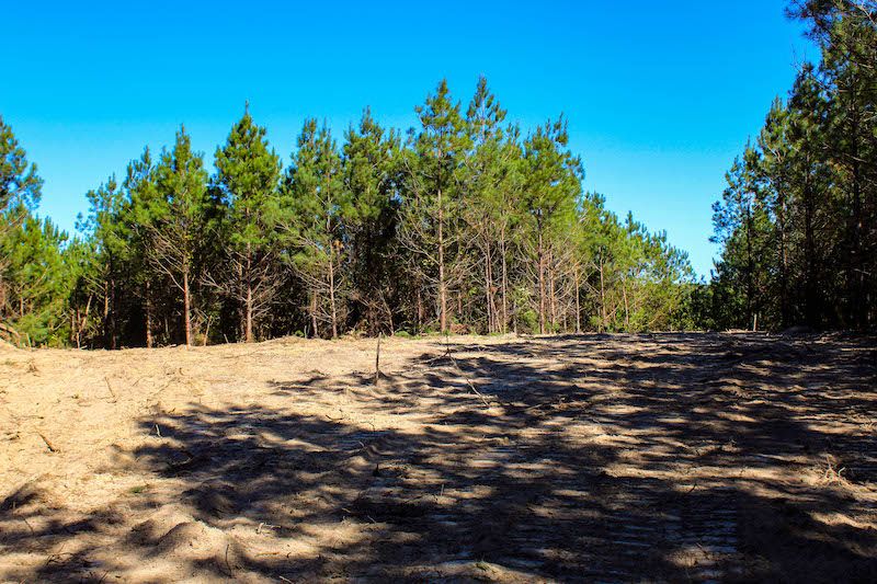 County Rd 197, Vina, AL 35593 | LandWatch