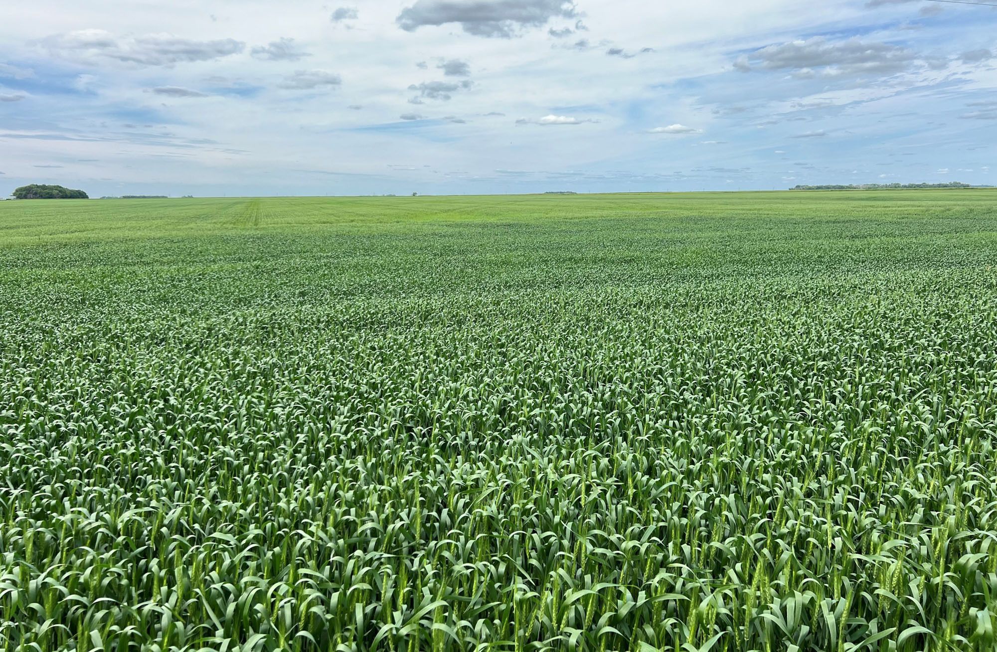 160 acres in Stephen, MN, 56757 | LandWatch