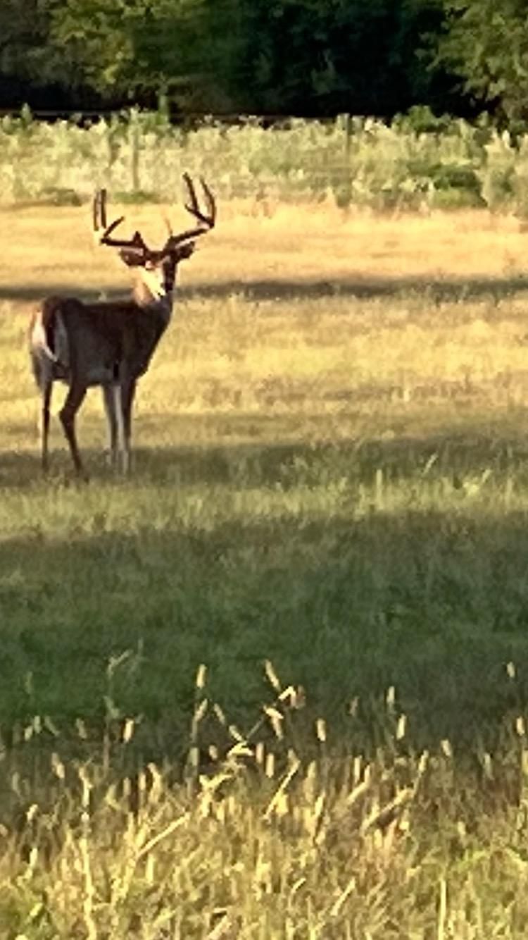 180 acres in Lehigh, OK, 74556 | LandWatch