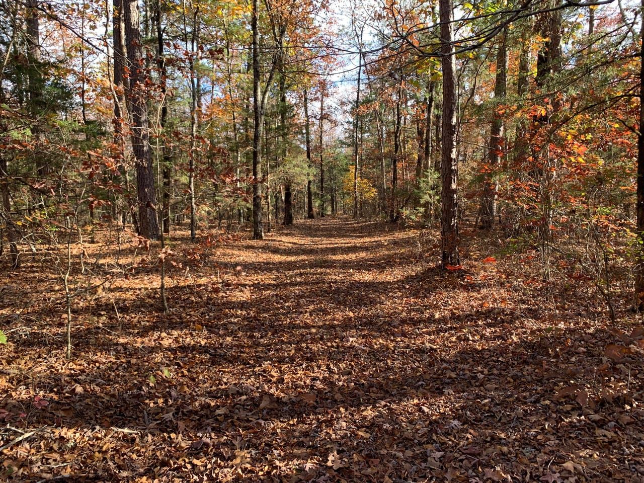 000 Hwy 65, Bee Branch, AR 72013 | LandWatch