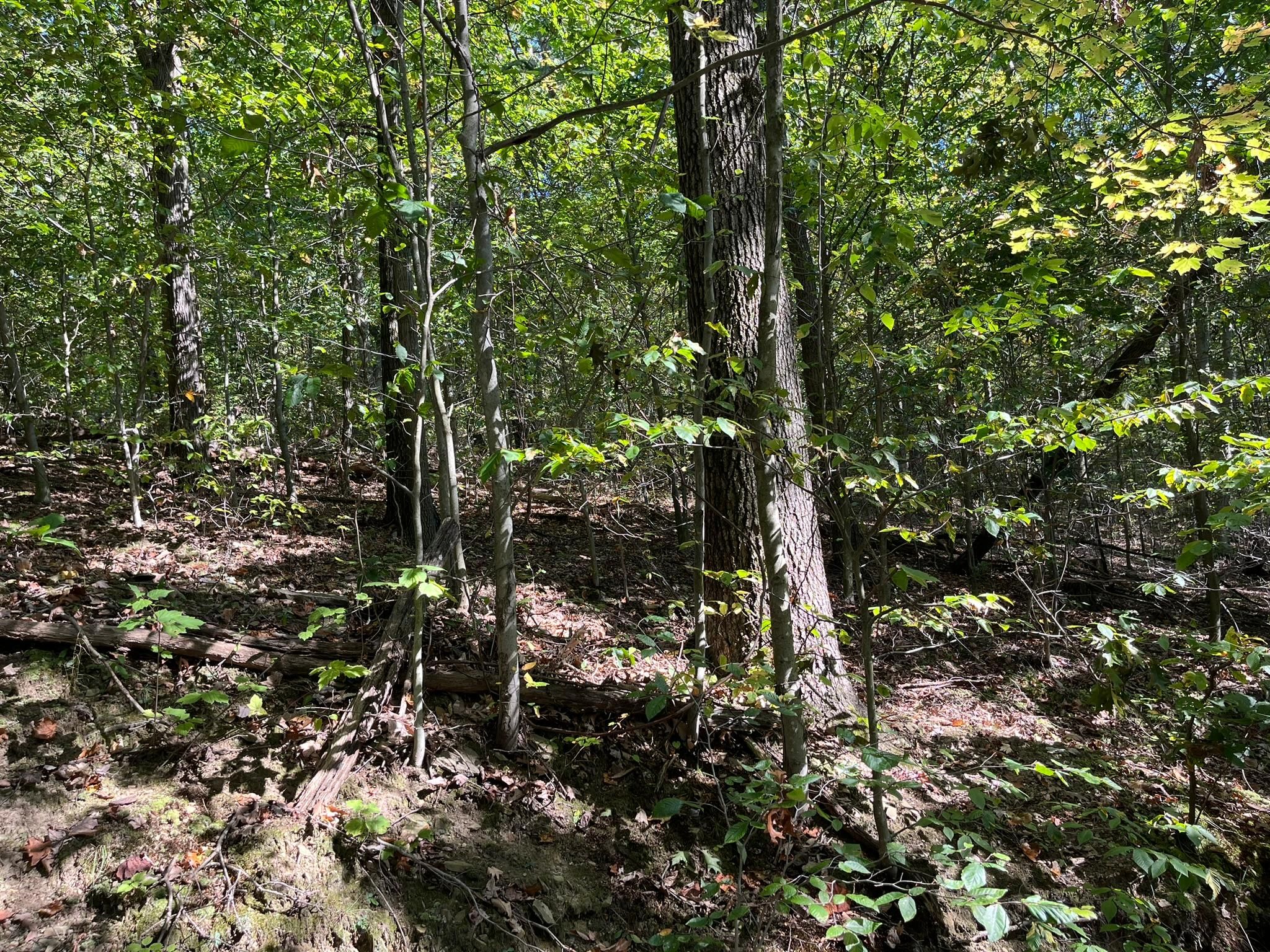 Old Route 56 Highway West, Shelocta, PA 15774 | LandWatch