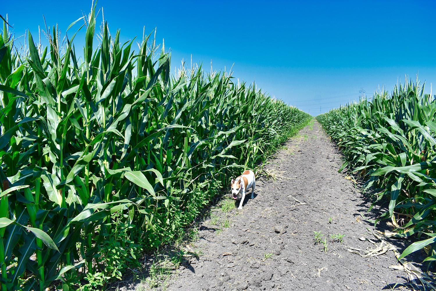 11 acres in Geronimo, TX, 78155 | LandWatch