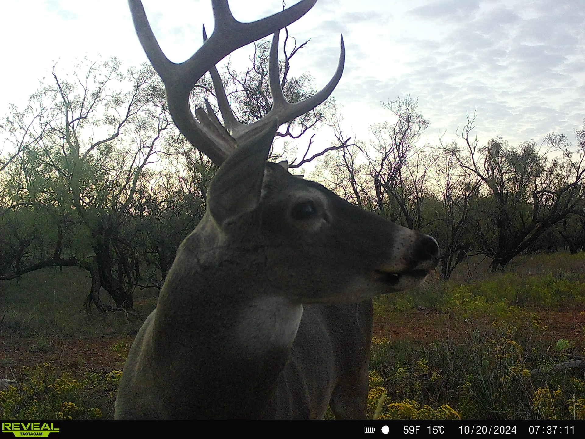 County Road 421, Merkel, TX 79536 | LandWatch