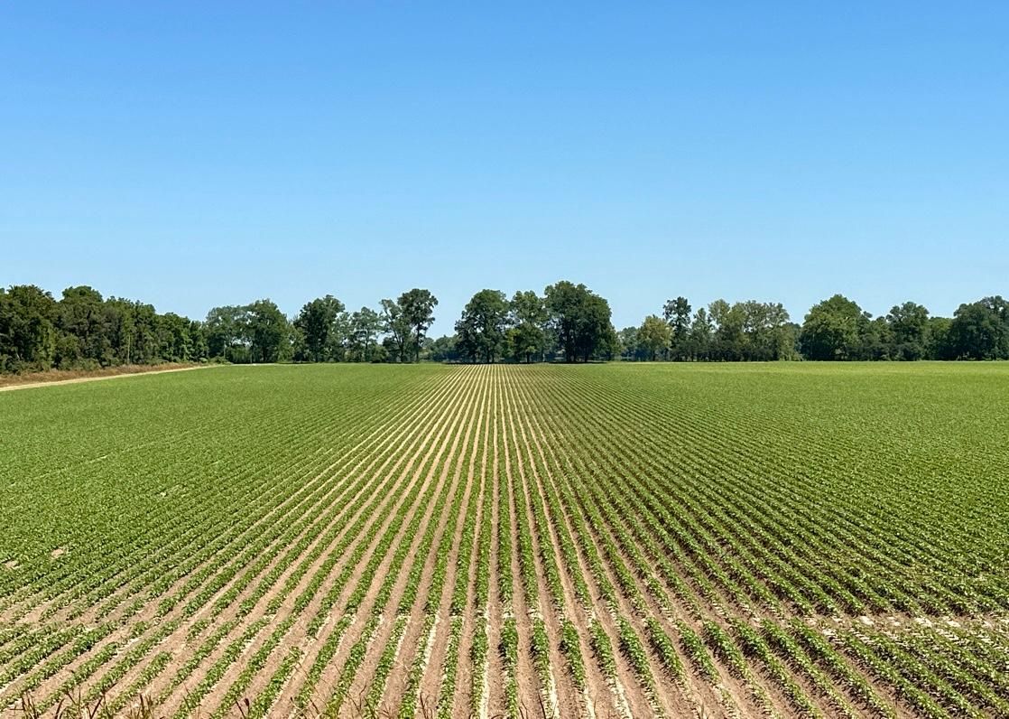 1,147.15 acres in Moscow, AR, 71659 | LandWatch