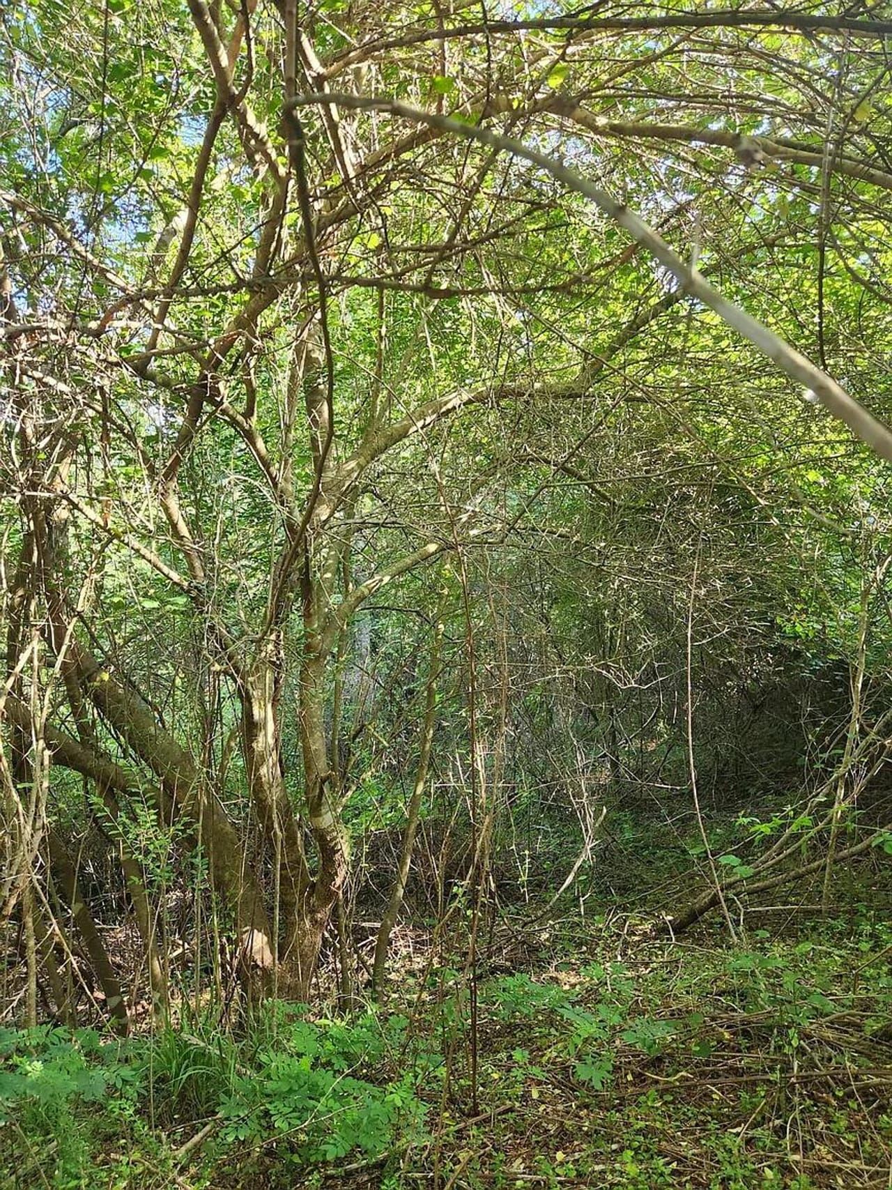 1310 Mayflower Road, Sale Creek, TN 37373 | LandWatch