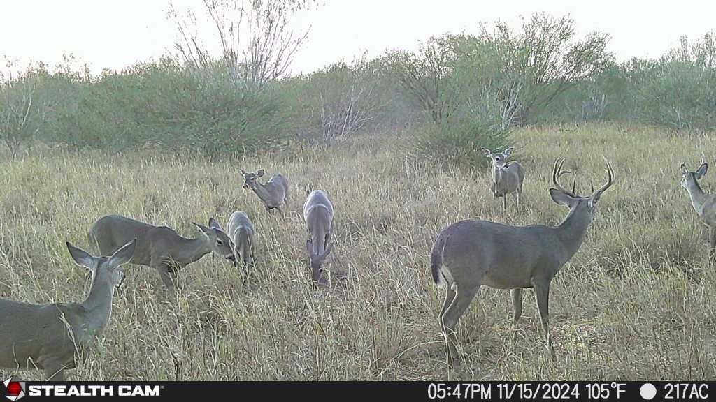 100 acres in San Isidro, TX, 78591 | LandWatch