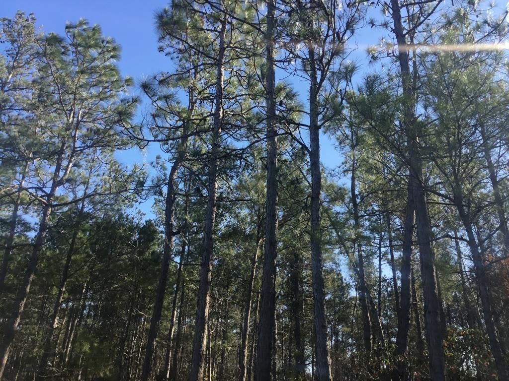 70 acres in Loris, SC, 45051 | MLS: B803 SC Horry County-Sassafras ...