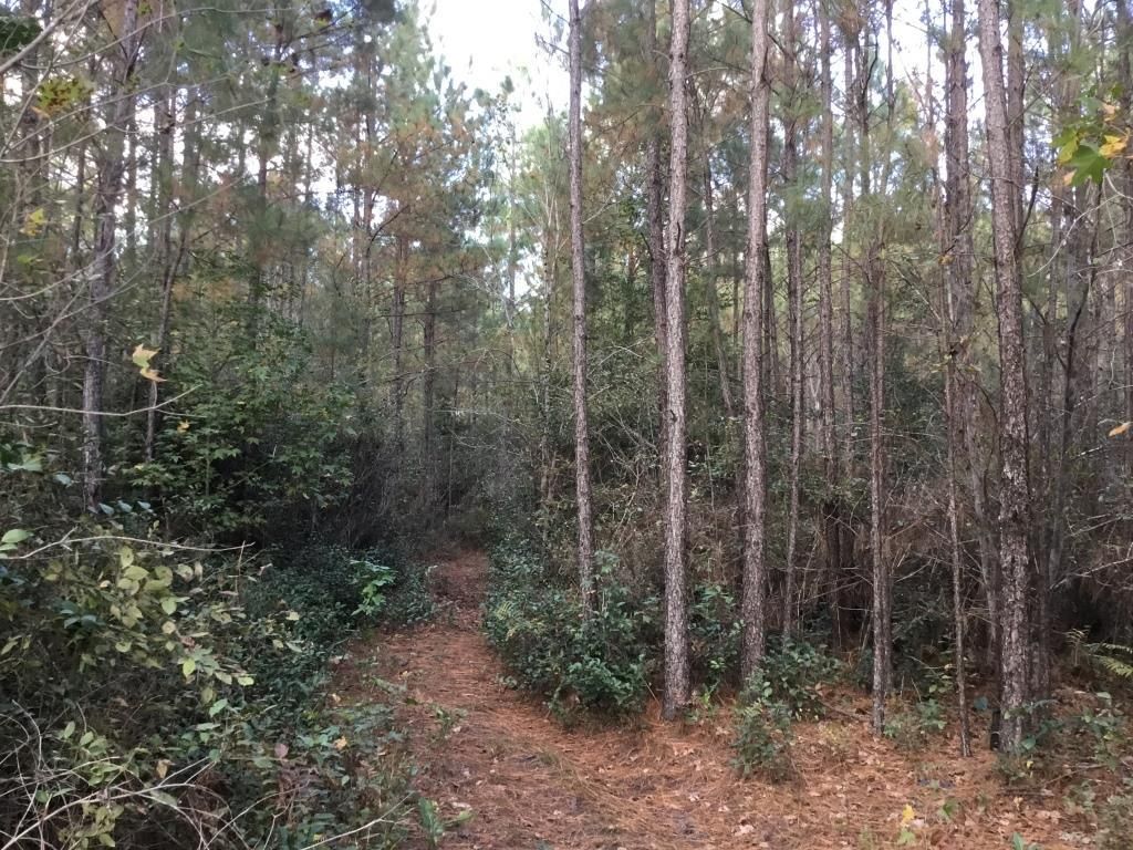 15 acres in Loris, SC, 45051 | MLS: B799 SC Horry County-Sassafras ...