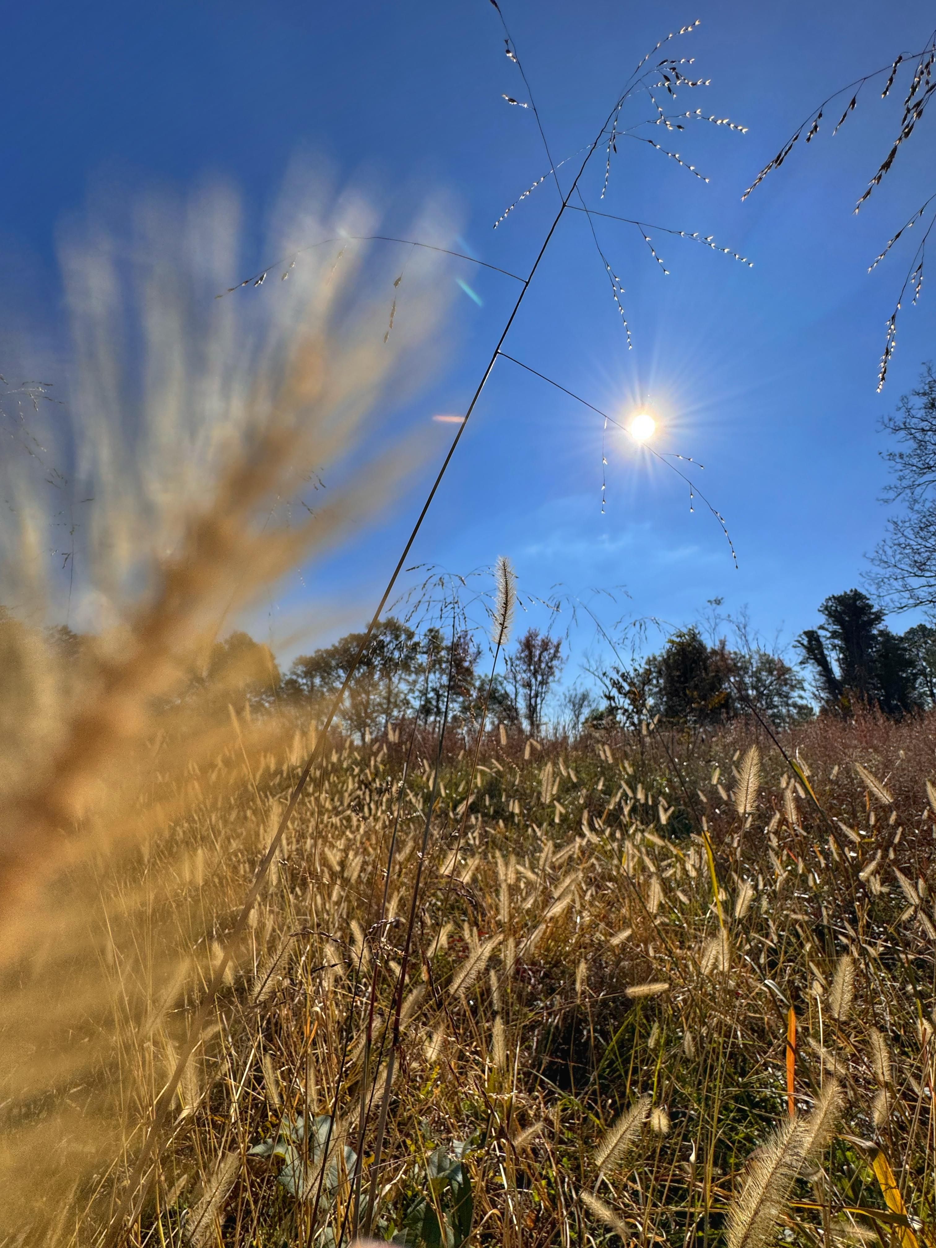 Smith Road, Winfield, AL 35594 | LandWatch