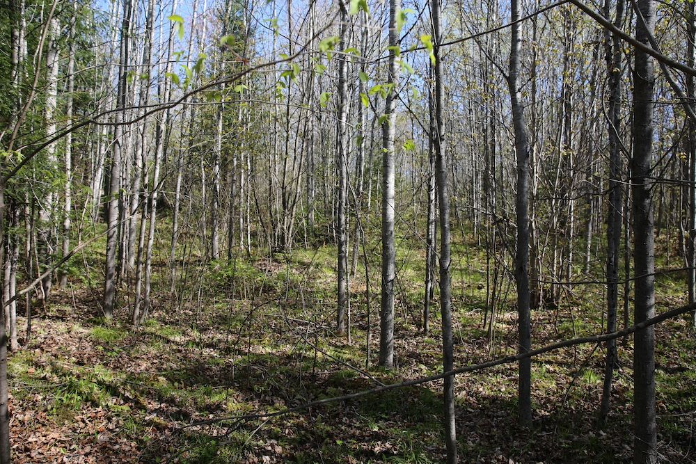 Fishel Road, Alvin, WI 54542 | LandWatch