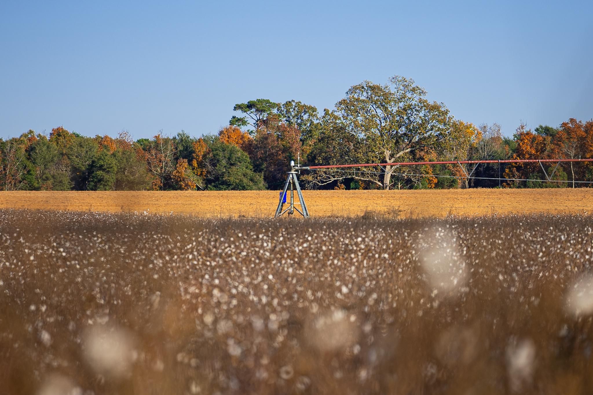 149 acres in Shellman, GA, 39886 | LandWatch