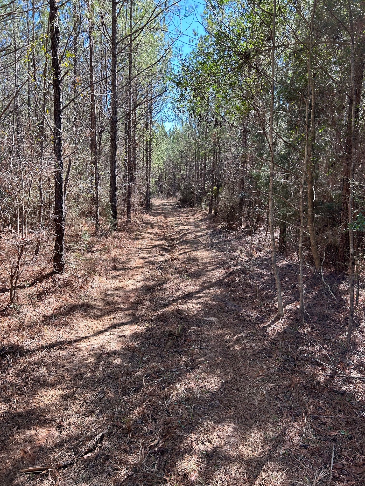750 acres in Rutledge, AL, 36071 | LandWatch