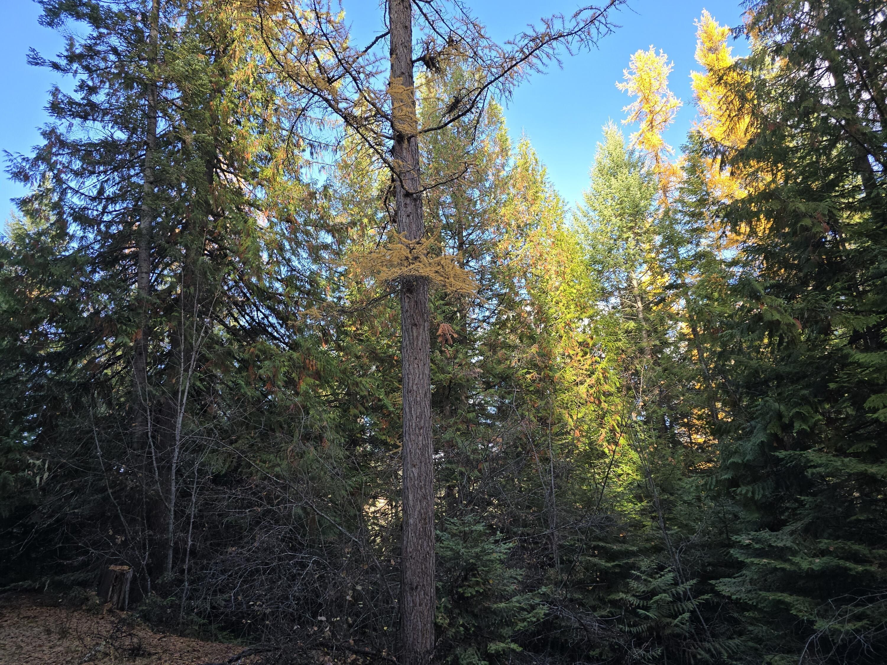 20XX SUMMIT VALLEY RD, Addy, WA 99101 | MLS: 44116 | LandWatch