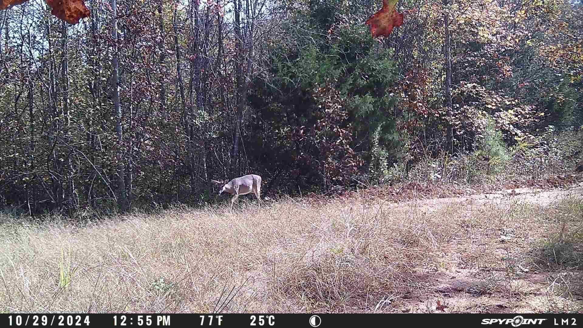 200 Lily Way, Pocahontas, TN 38061 | MLS: 2696926 | LandWatch